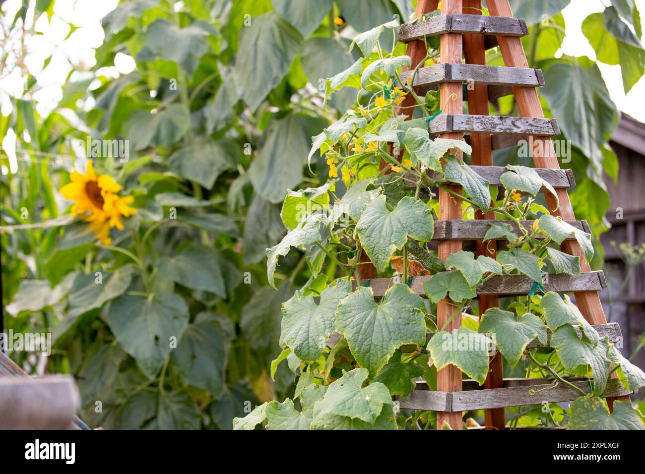 Obelisk trellis hi-res stock photography and images - Alamy