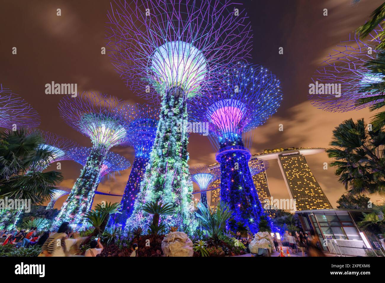 Gorgeous night bottom view of the Supertrees in Singapore Stock Photo ...