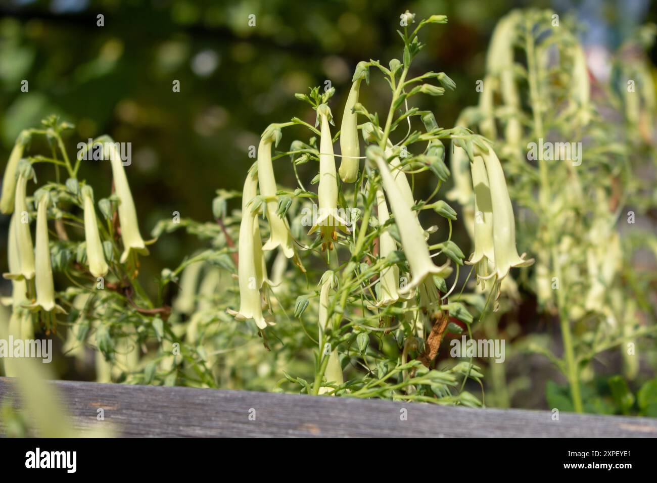 Cape figwort hi-res stock photography and images - Alamy