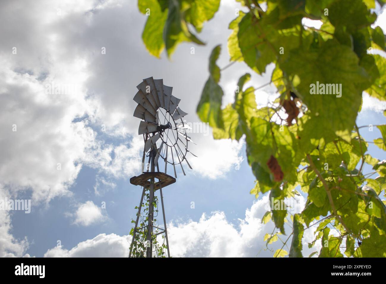 A view of a windmill structure against a blue sky, with some vines in ...