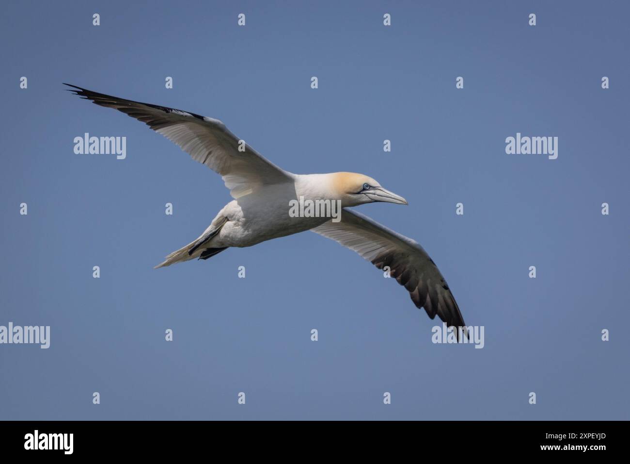 Wings spread bird hi-res stock photography and images - Alamy