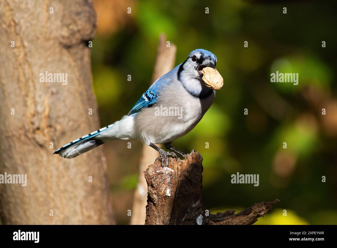 Jay eating a peanut hi-res stock photography and images - Alamy