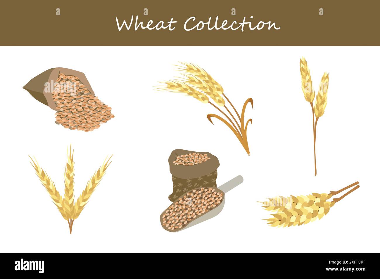 wheat collection. wheat in different poses. Vector illustration Stock ...
