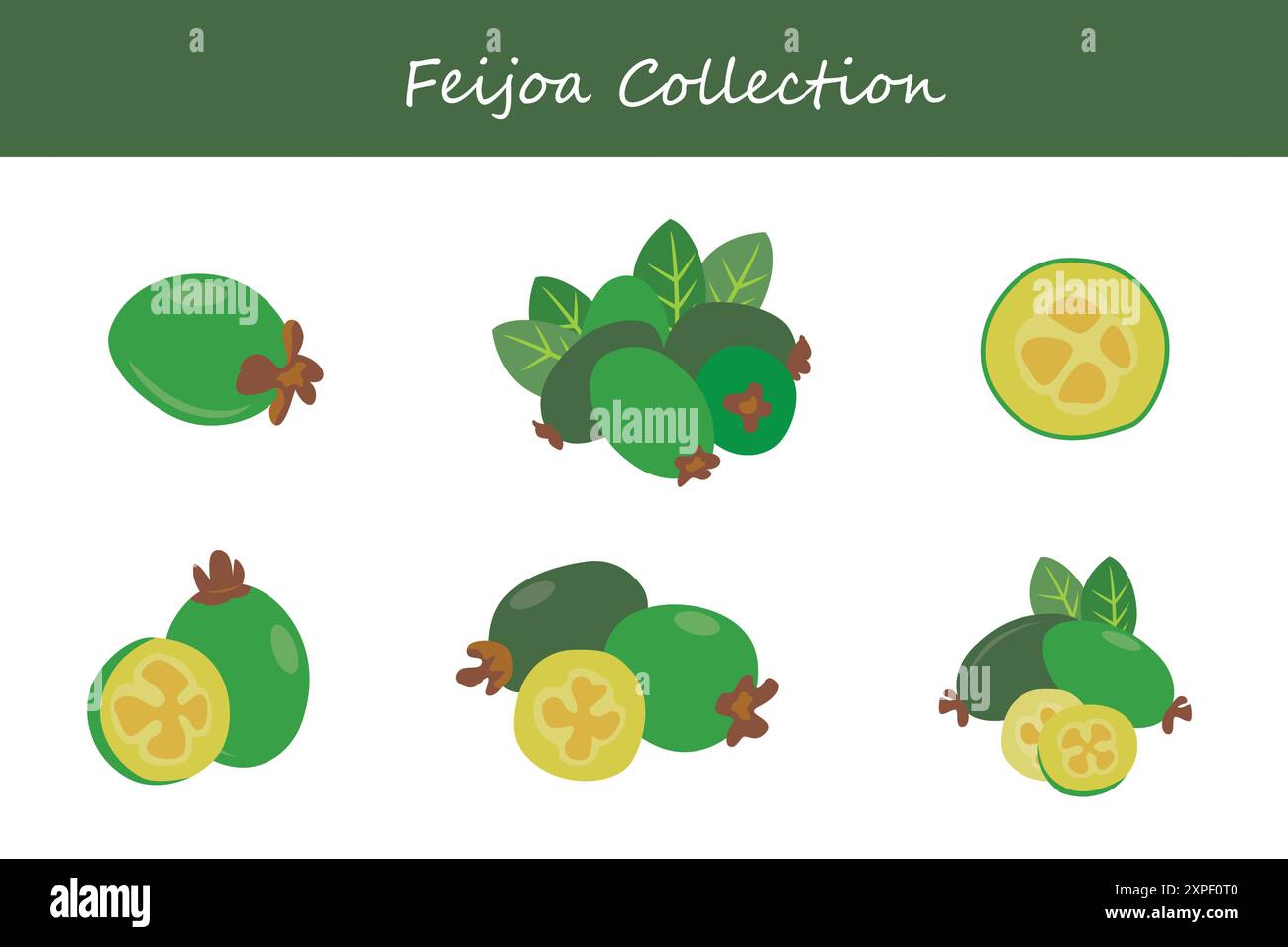 feijoa collection. feijoa in different poses. Vector illustration Stock ...