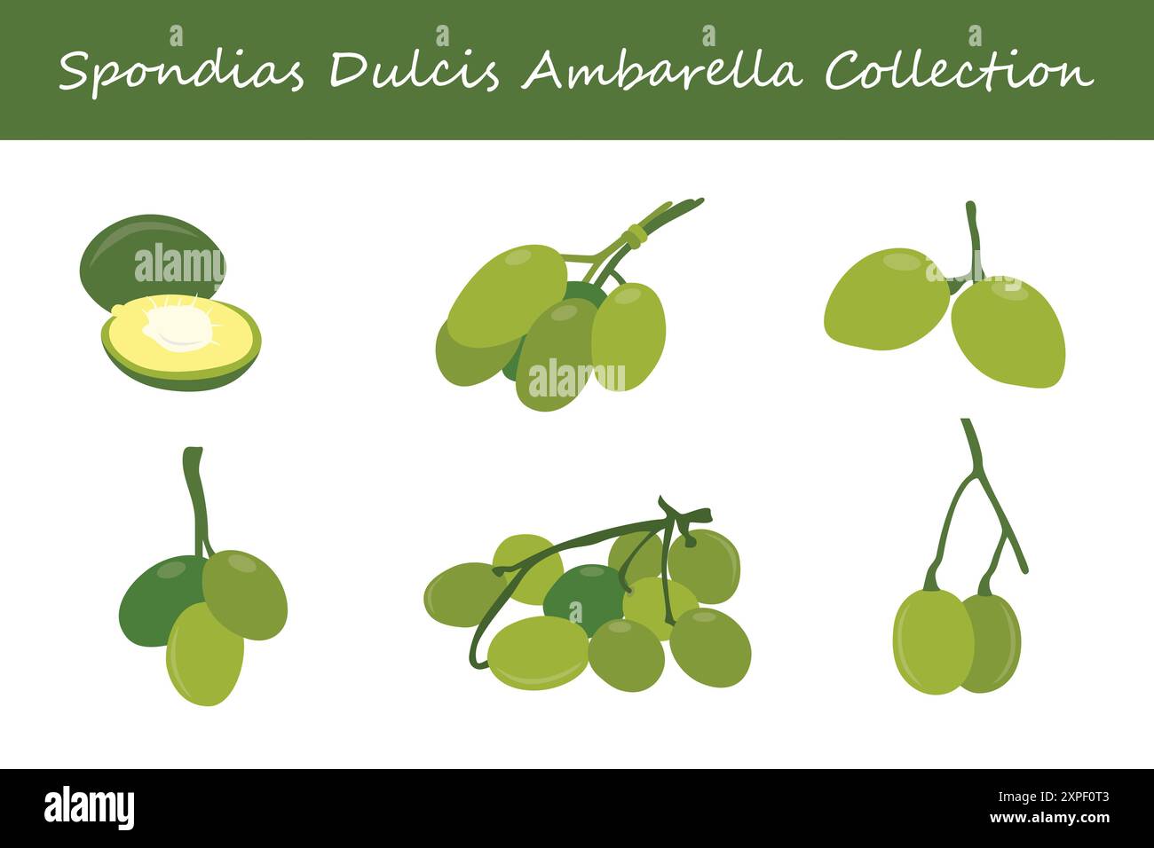 Tree fruits asia Stock Vector Images - Alamy