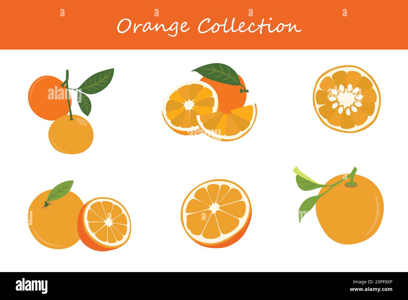 orange collection. orange in different poses. Vector illustration Stock ...