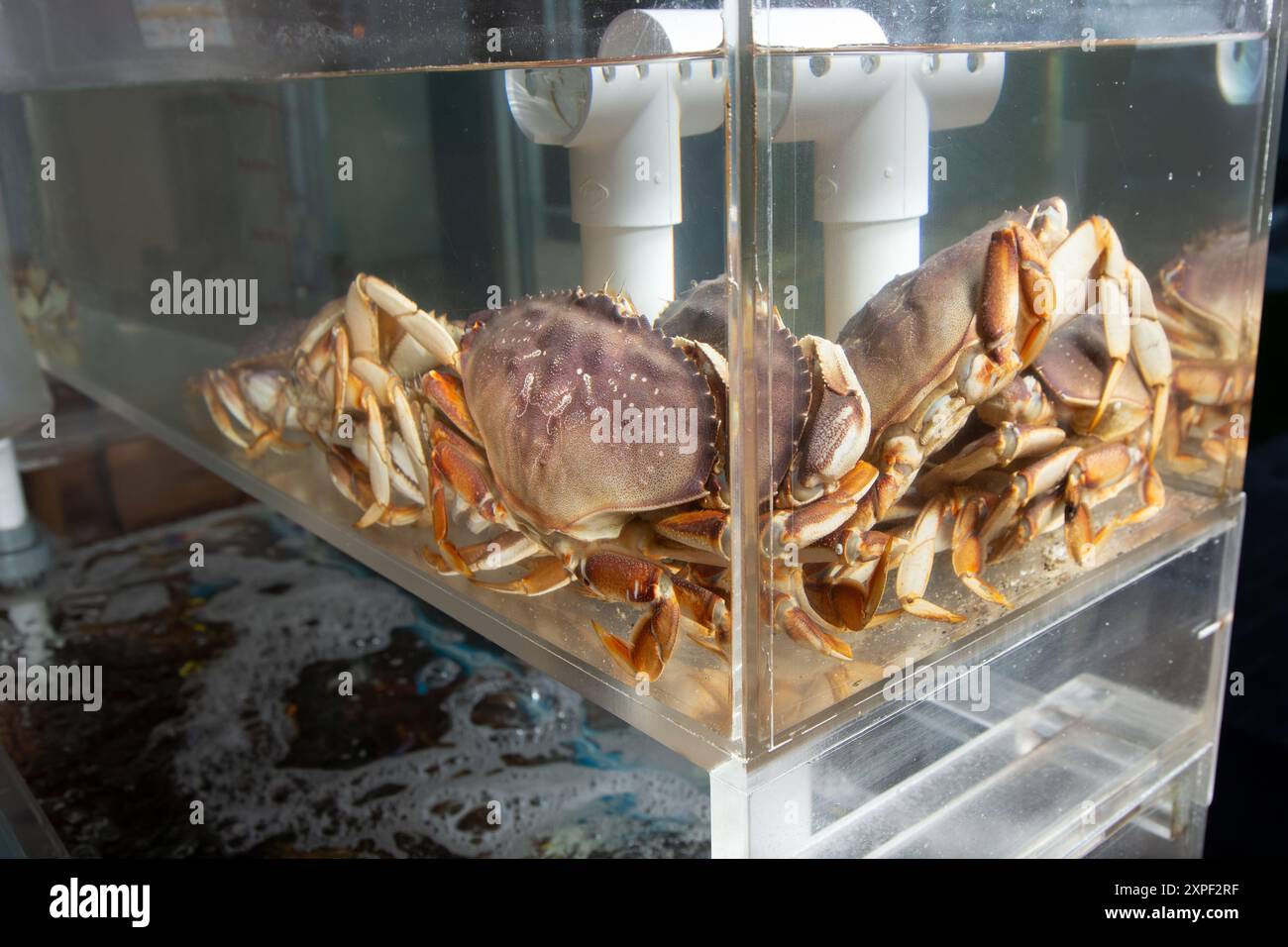 A view looking into a seafood storage aquarium filled with live ...