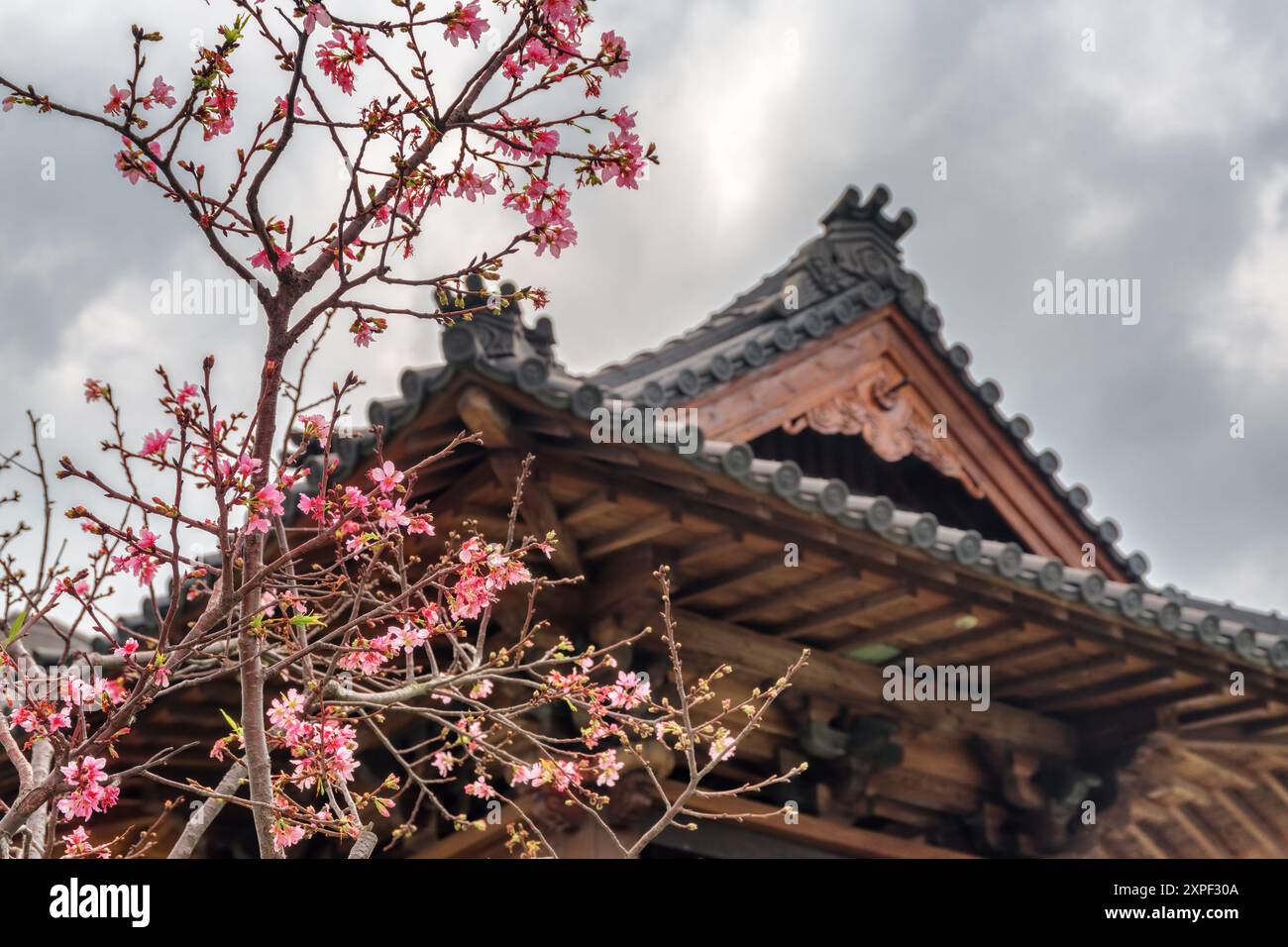 Cherry blossom tree and Japanese-style tile roof Stock Photo - Alamy