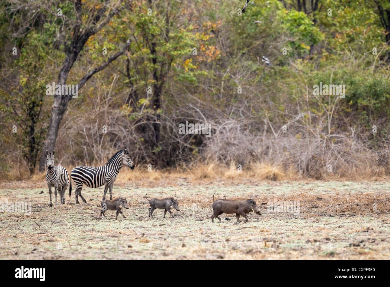 Scenic view of three warthogs and two zebra in a dry wafwa Stock Photo ...