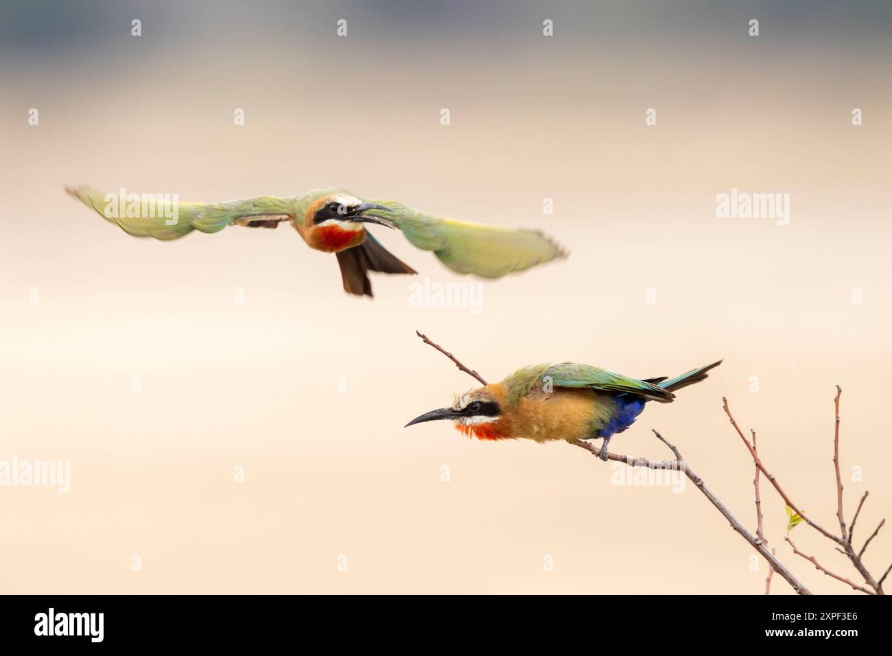 Flying birds of zambia hi-res stock photography and images - Alamy