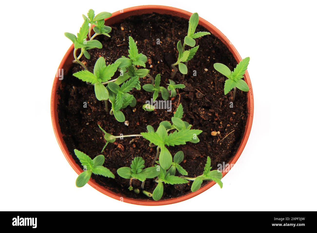 Young leaf marijuana plant Cut Out Stock Images & Pictures - Alamy