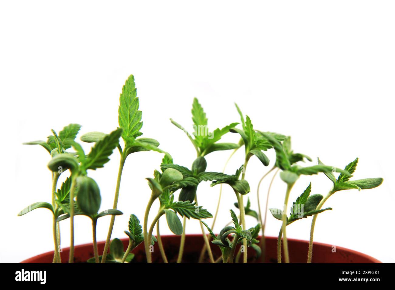 Small marijuana plants hi-res stock photography and images - Alamy