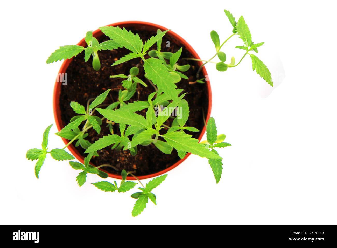 Young leaf marijuana plant Cut Out Stock Images & Pictures - Alamy