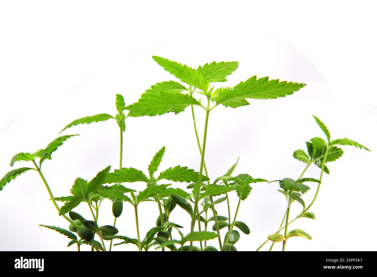 small marijuana plants isolated on the white background Stock Photo - Alamy