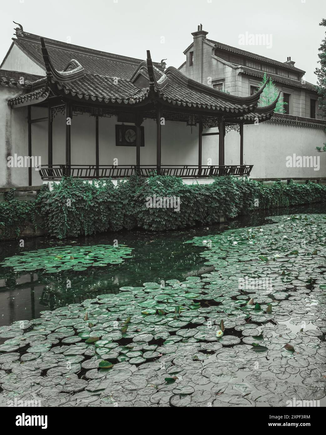 A traditional Chinese garden with a gazebo overlooking a pond covered with lily pads and water ...