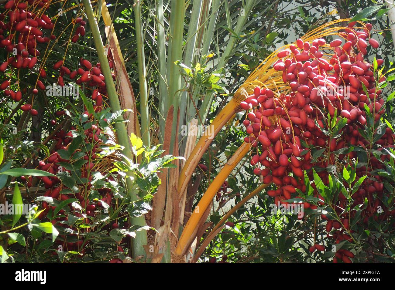 date palm tree fruit in the hot summer Egypt Stock Photo - Alamy