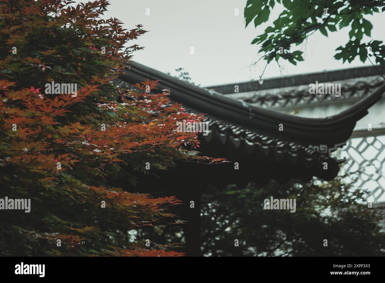A close-up view of a traditional Chinese garden in Suzhou, China. The ...