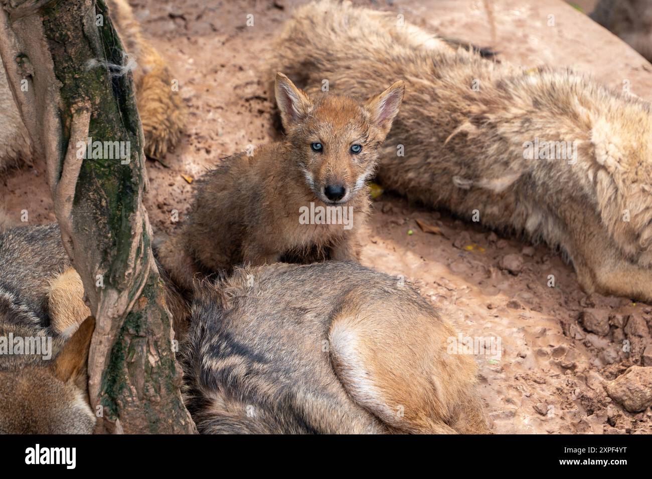 Wolf cub lying in a dry pond in a zoo of Chongqing City, China, looking ...