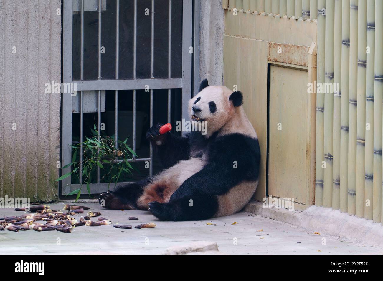 Giant Panda Eating Carrot, the panda is born and raised in a zoo of ...