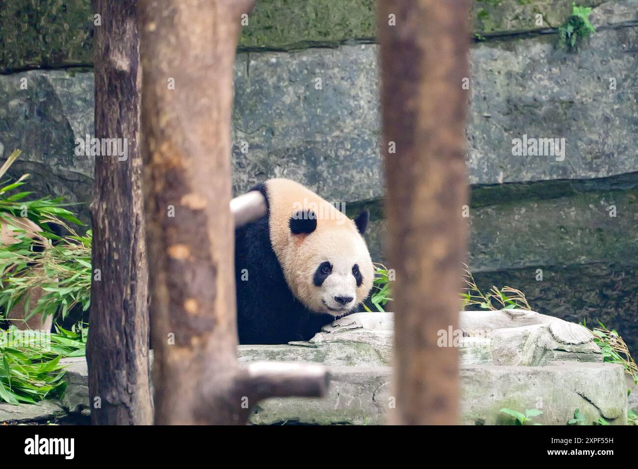Giant Panda Looking satisfied after drinking, water dripping from mouth ...