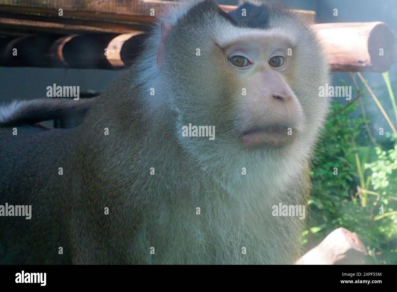 Northern pigtailed macaque hi-res stock photography and images - Alamy