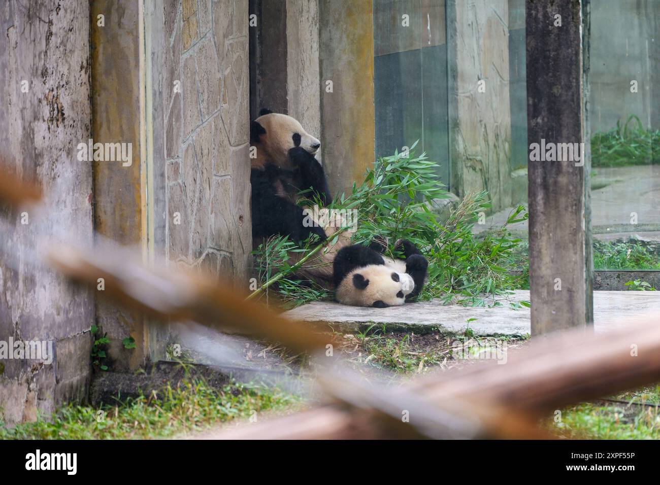 A Giant Panda cub playing with Mother while eating bamboos, in the zoo ...