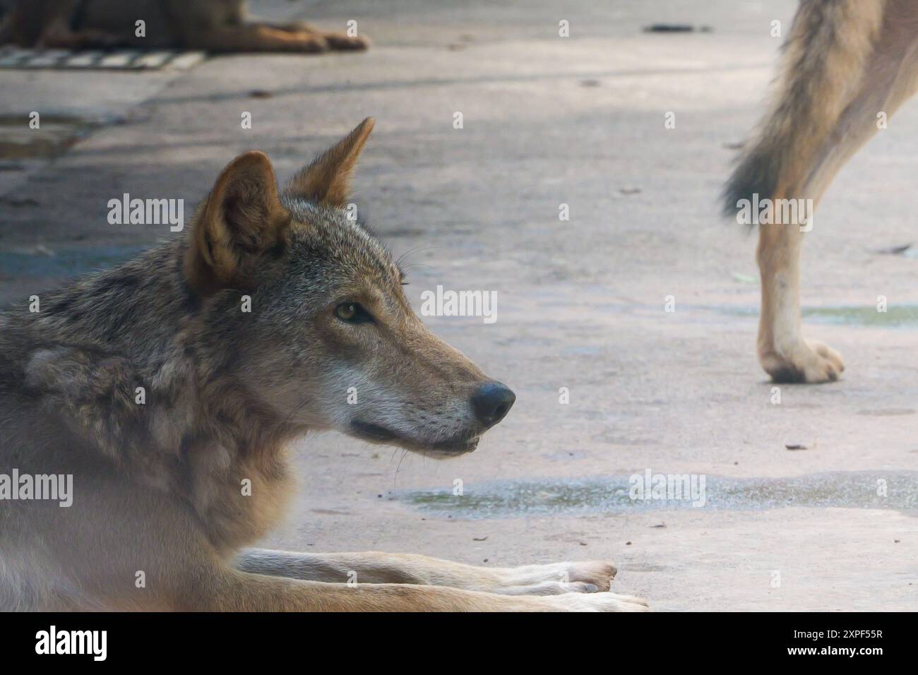 Close up of profile of a male Wolf in a zoo of Chongqing City, China ...