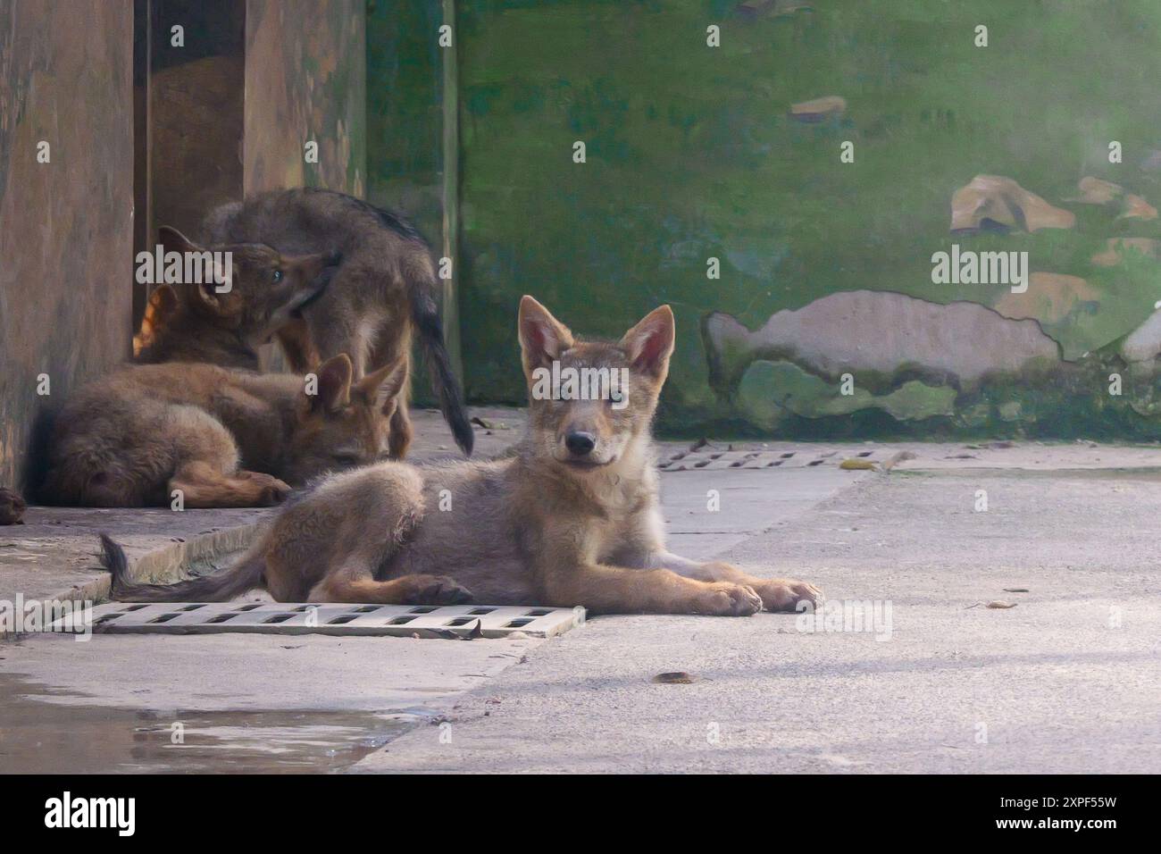 Wolf cub looking into camera in a zoo of Chongqing City, China Stock ...