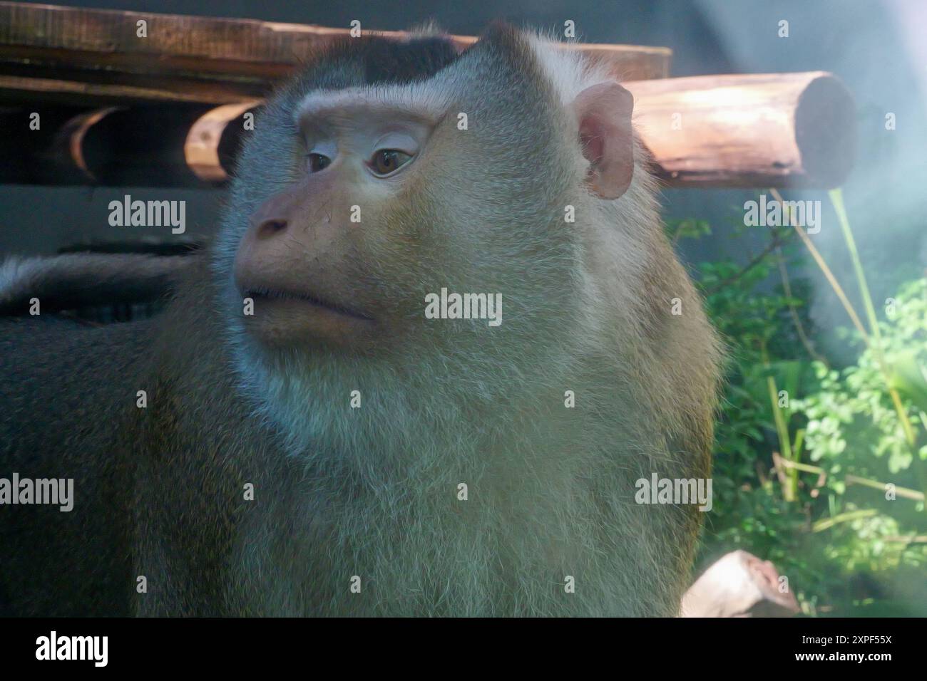 northern pig-tailed macaque, portrait of monkey, Macaca leonina Stock ...