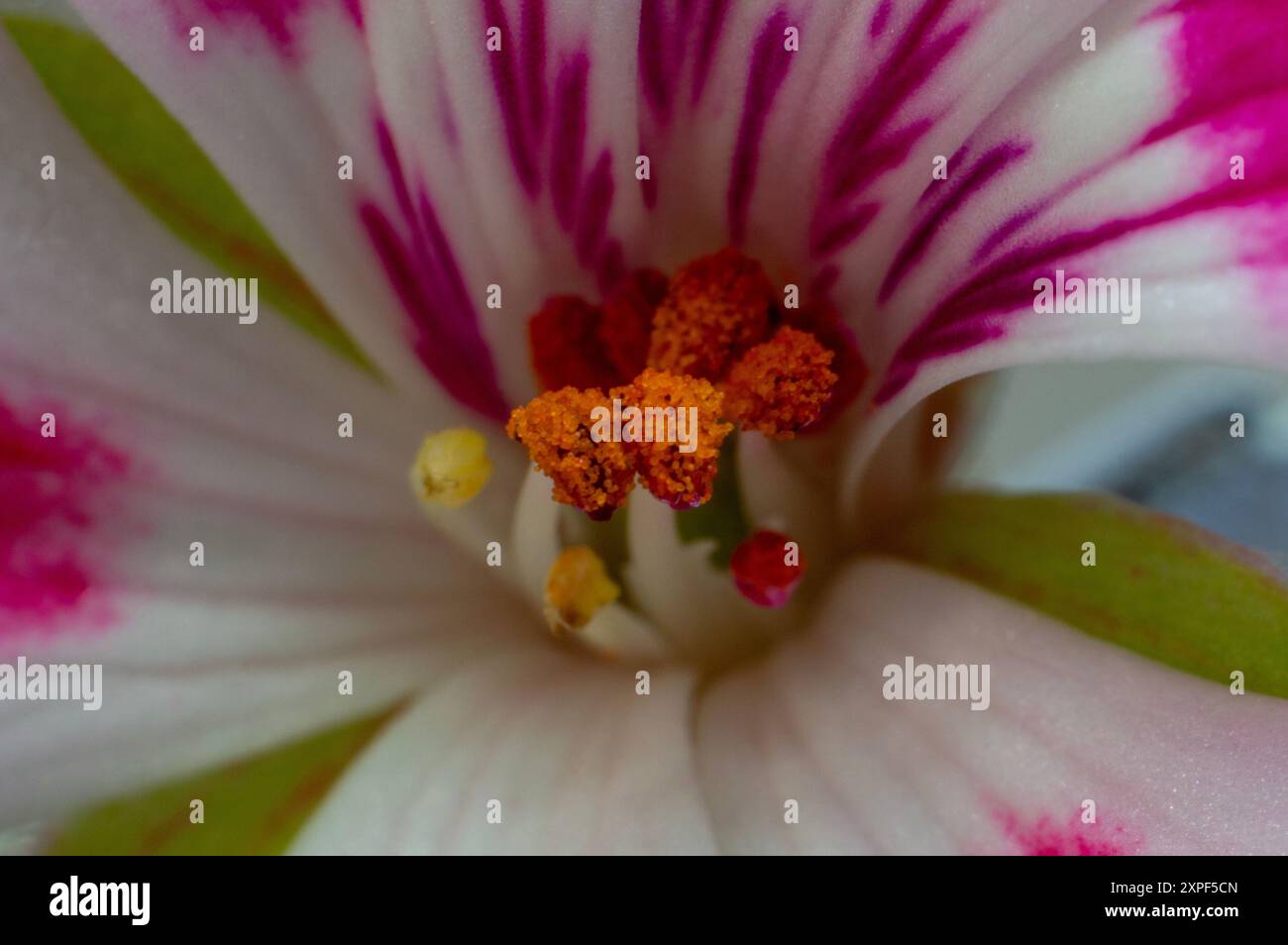 Macro photography of the stamens of a geranium Stock Photo - Alamy