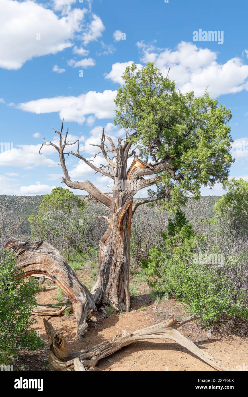Strangely Shaped partially dead tree in the desert of Gunnison National ...