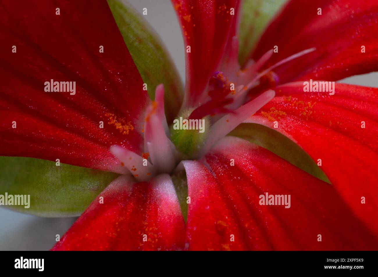 Macro photography of geranium flower Stock Photo - Alamy