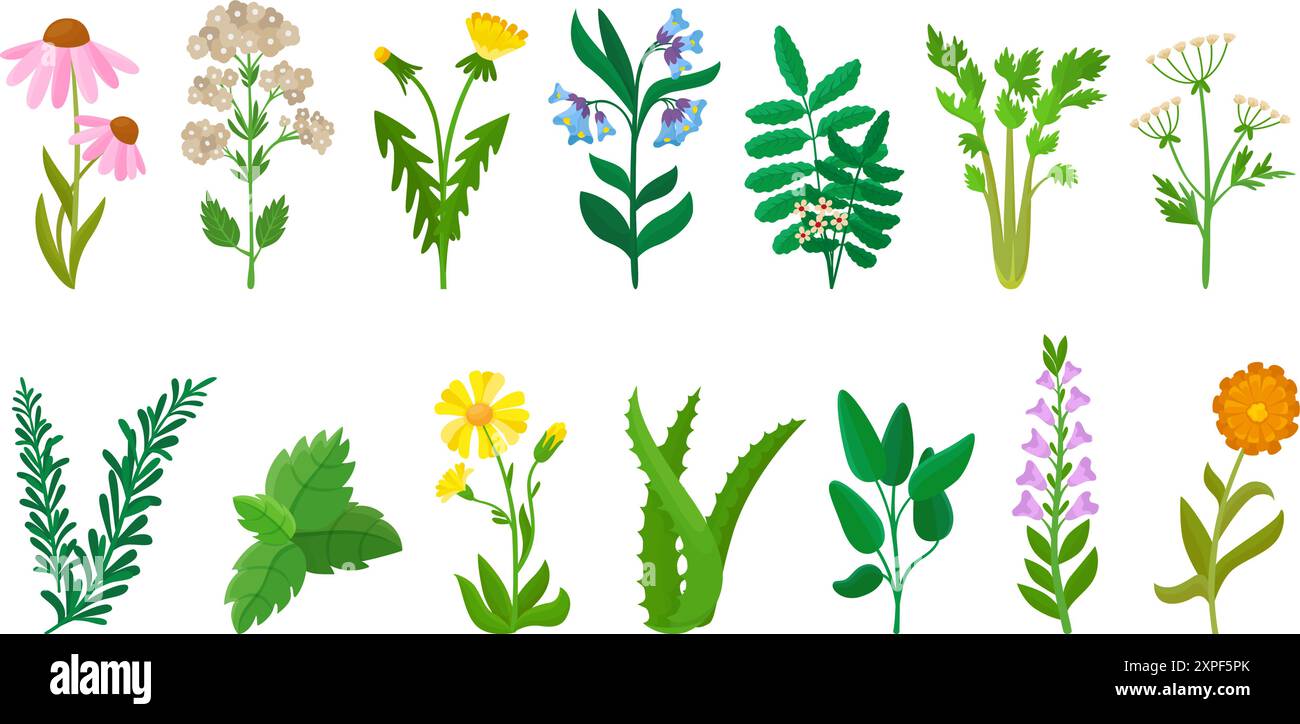 Medical herbs. Cartoon calendula chamomile aloe and mint leaf. Parsley ...