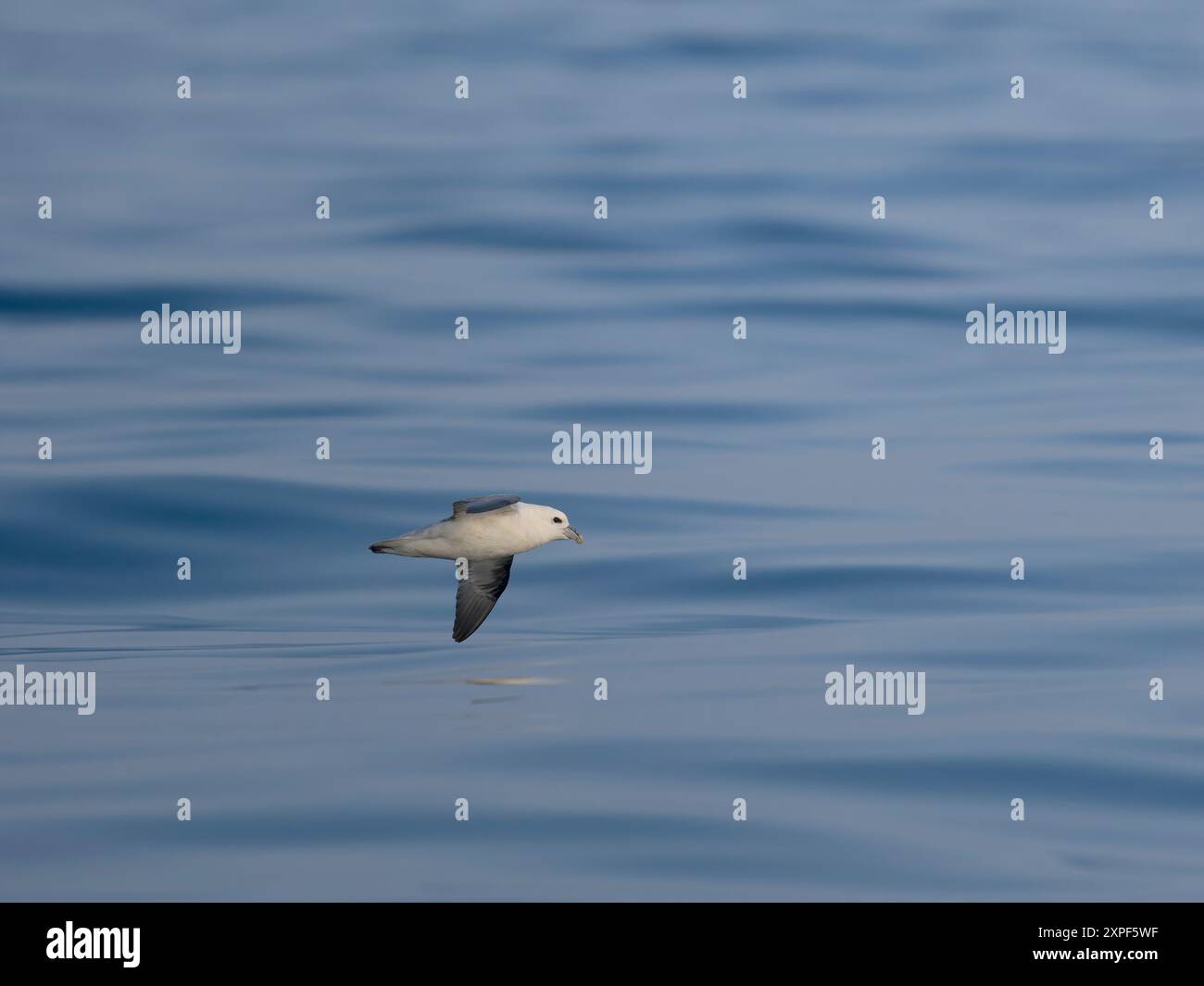 Fulmar, Fulmarus glacialis, single bird in flight, Yorkshire, August ...