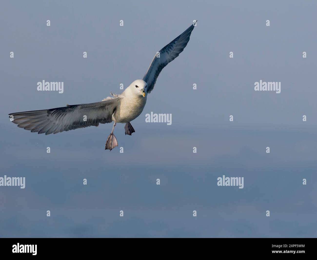 Fulmar, Fulmarus glacialis, single bird in flight, Yorkshire, August ...