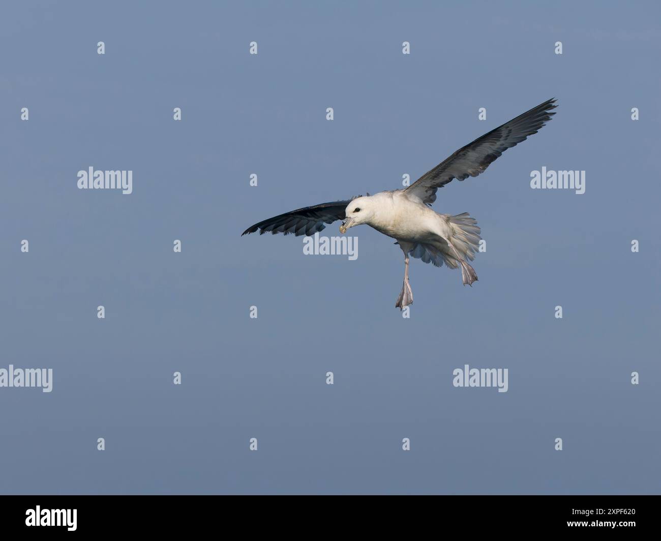 Fulmar, Fulmarus glacialis, single bird in flight, Yorkshire, August ...