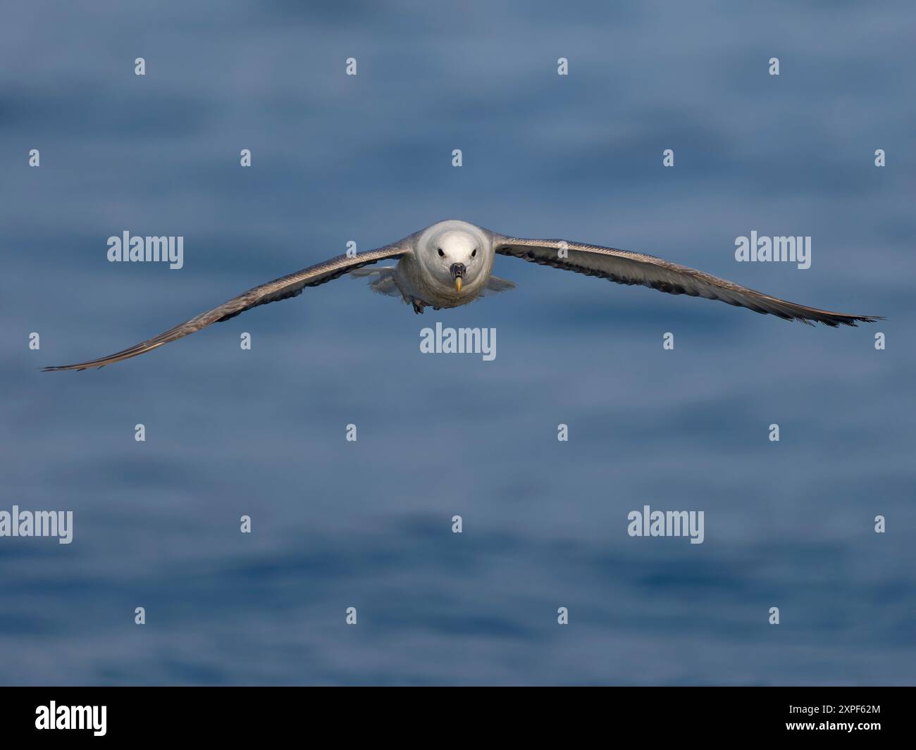 Fulmar, Fulmarus glacialis, single bird in flight, Yorkshire, August ...