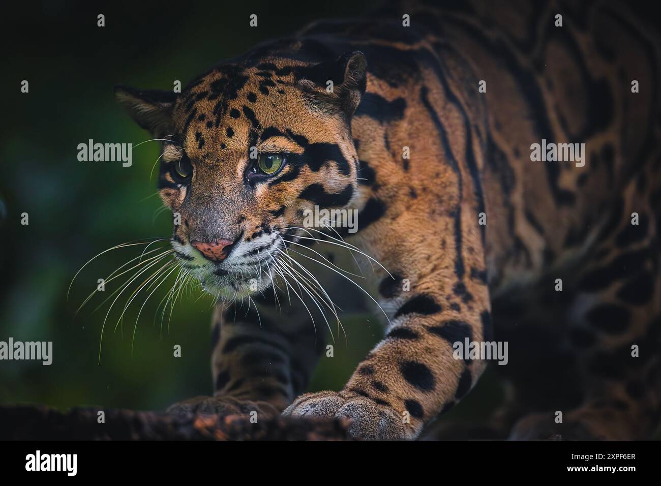 Clouded leopard borneo hi-res stock photography and images - Alamy