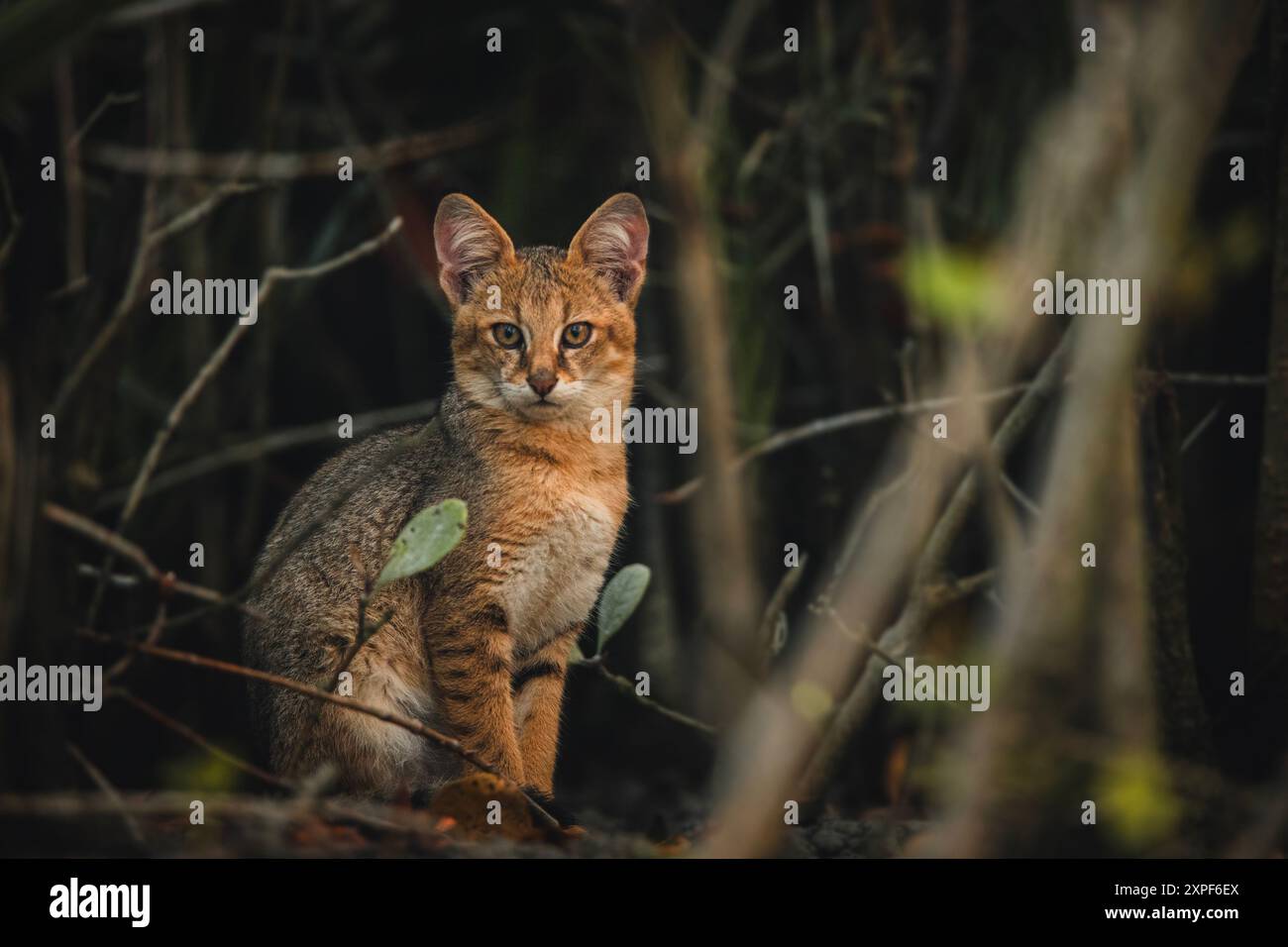 jungle Cat from the sundarban mangrove Stock Photo - Alamy