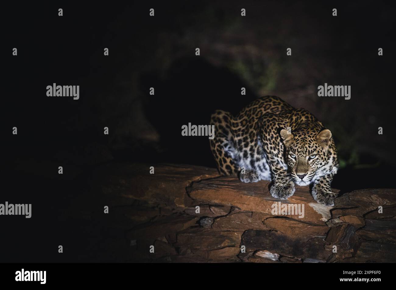 Leopards of india hi-res stock photography and images - Alamy