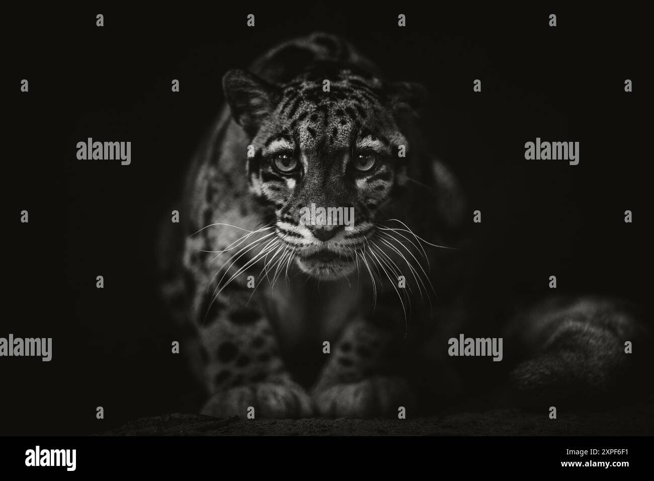 Clouded leopard borneo hi-res stock photography and images - Alamy