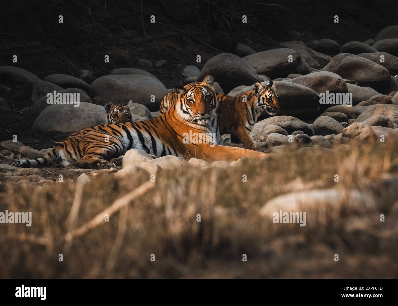 tiger and cubs from Jim Corbett tiger reserve Stock Photo - Alamy