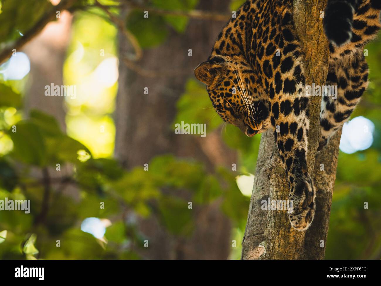 Leopards of india hi-res stock photography and images - Alamy