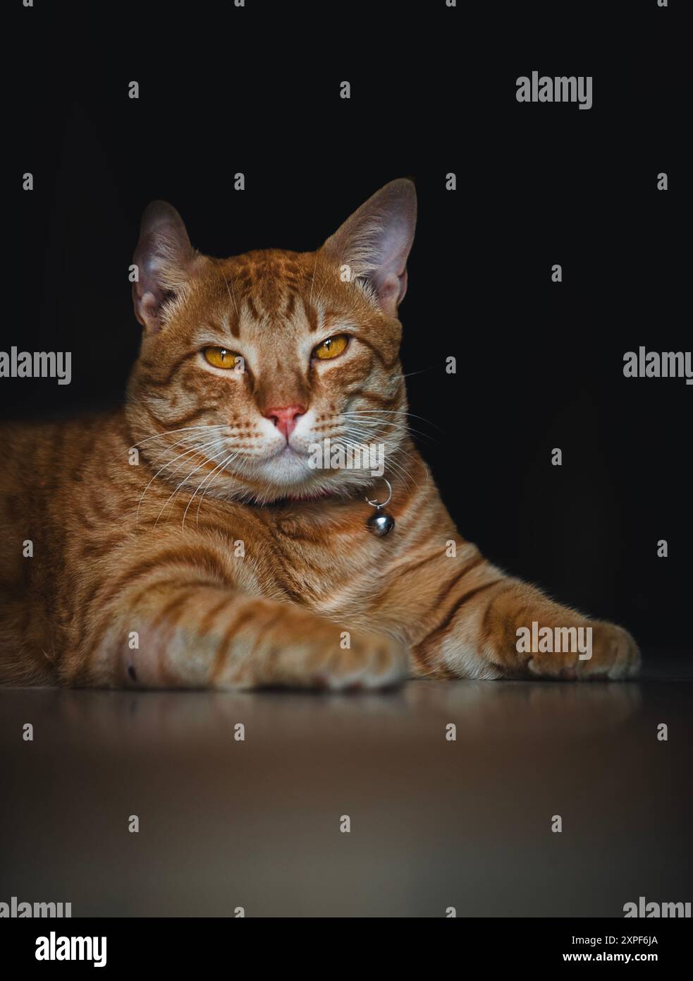 Portrait orange ginger cat hi-res stock photography and images - Alamy
