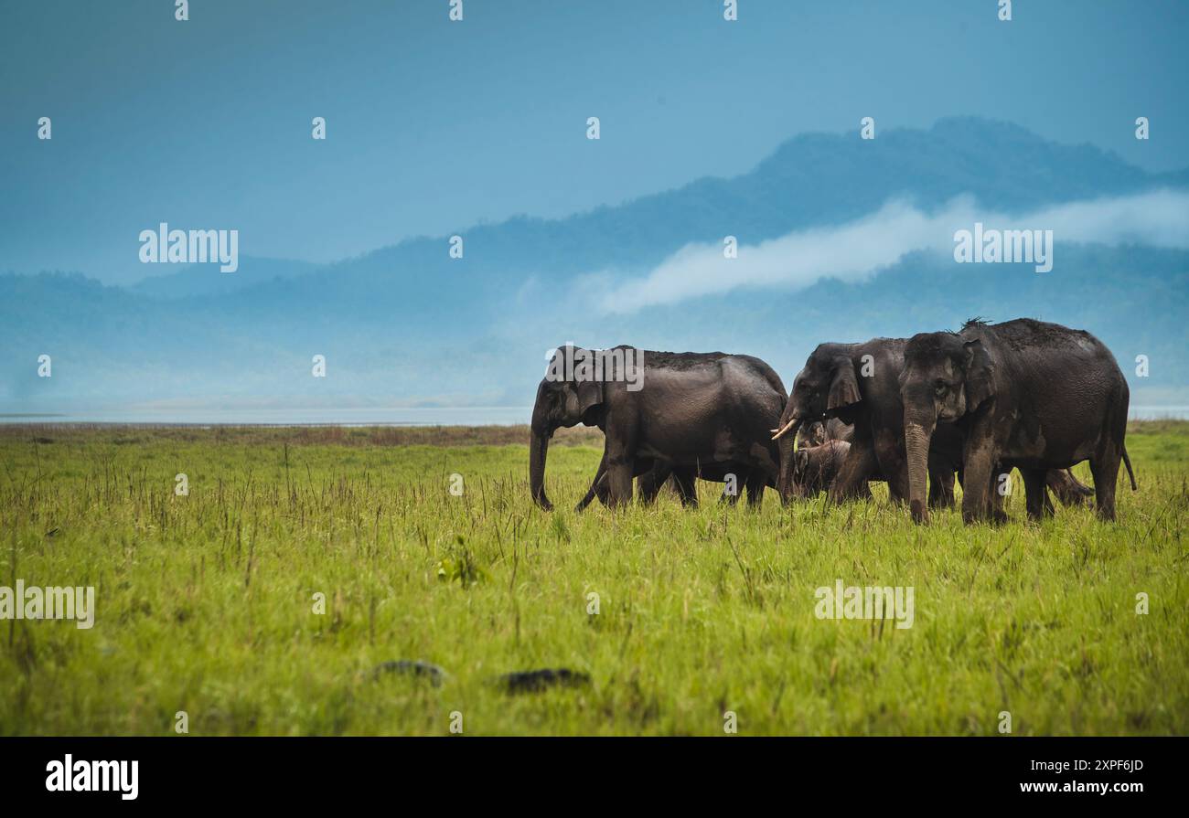 a small elephant group at Corbett tiger reserve Stock Photo - Alamy