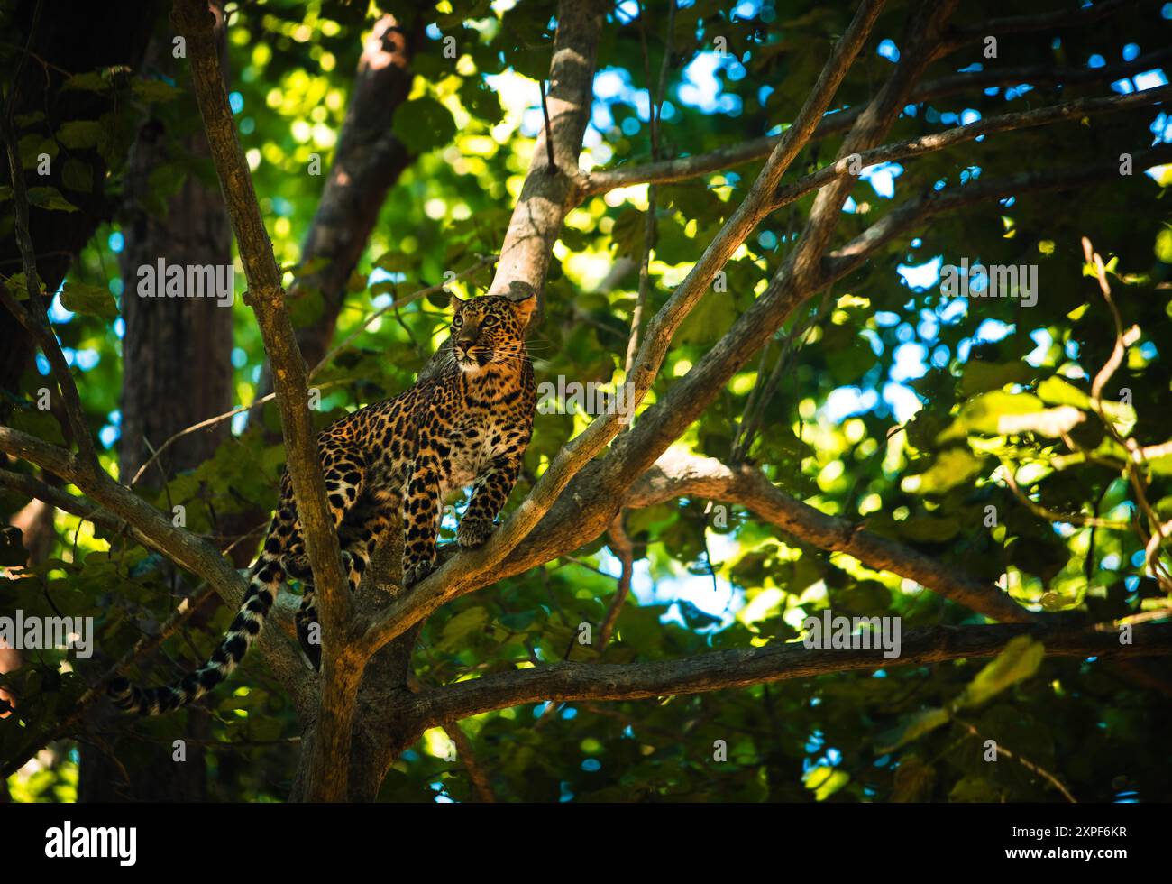 leopard in its habitat Stock Photo - Alamy