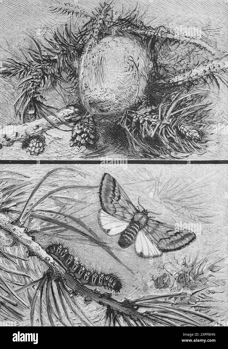 Kiefern-Prozessionsspinner, Thaumetopoea pinivora, Traumatocampa ...