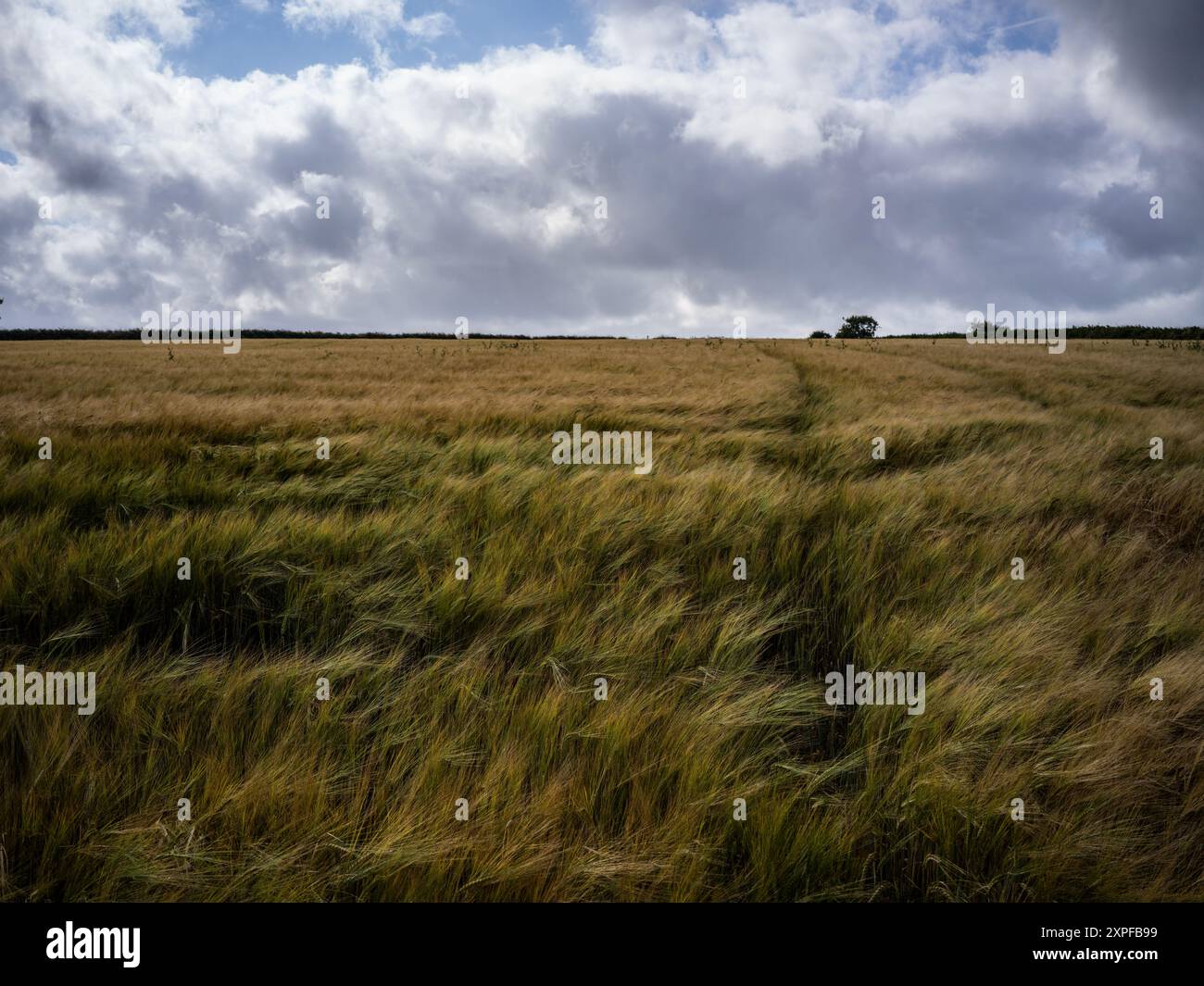 Corn Field blowing in the wind with dramatic sky and clouds Stock Photo ...