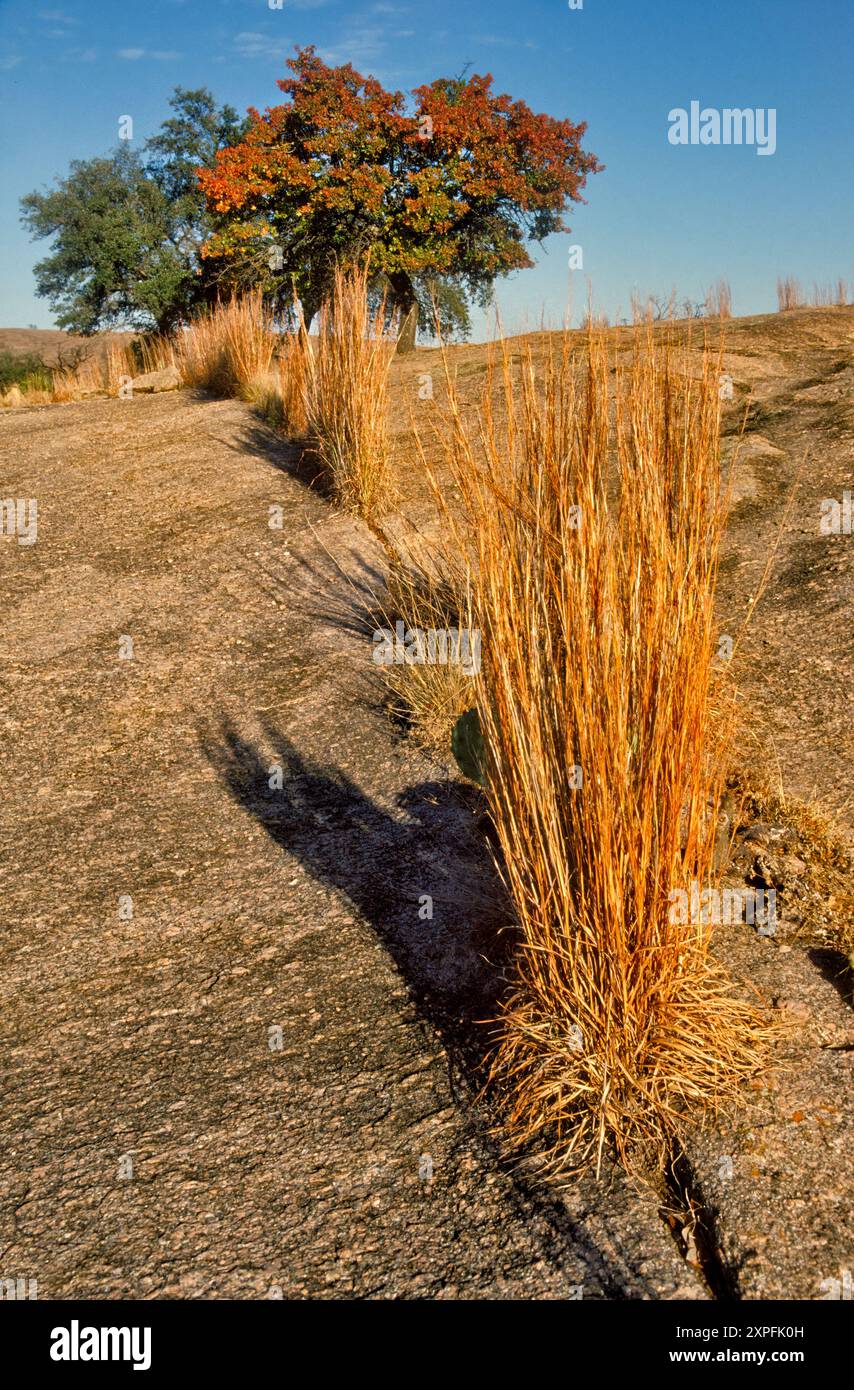 Prairie grass on granite dome of Little Rock at Enchanted Rock State ...