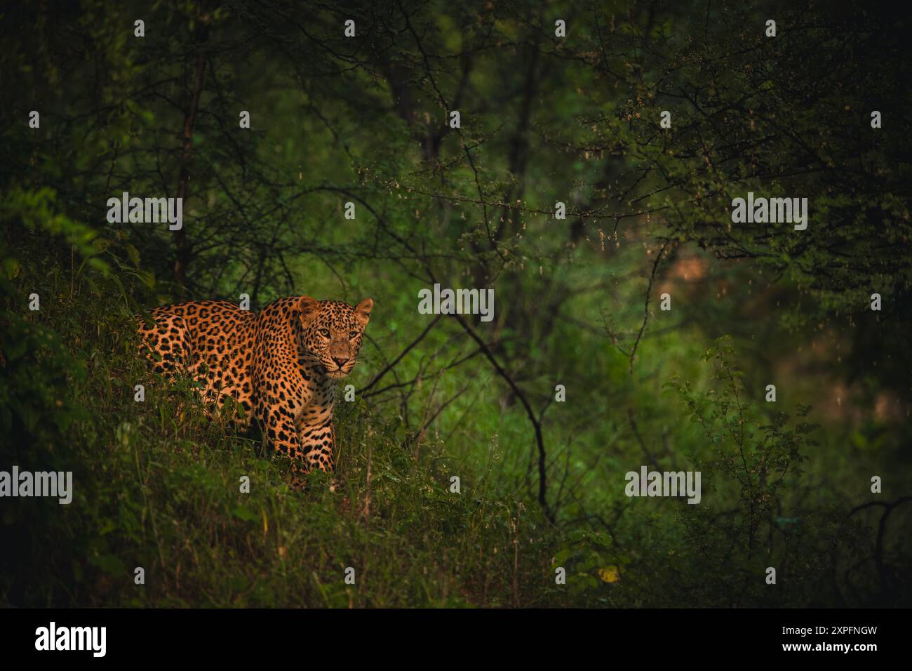 leopard in its habitat Stock Photo - Alamy